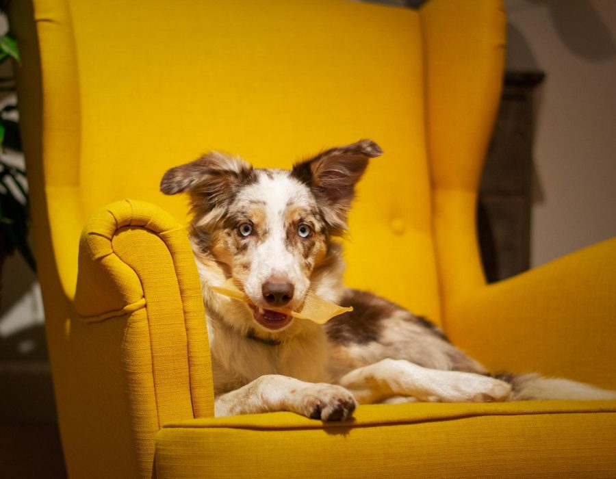 Private-Label Pet Food Product Lines - Innomalous
